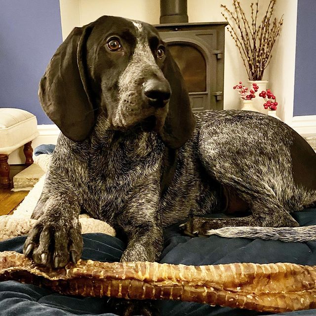 JR Premium Beef Air Pipe Trachea 25cm+ | Pets Villa
